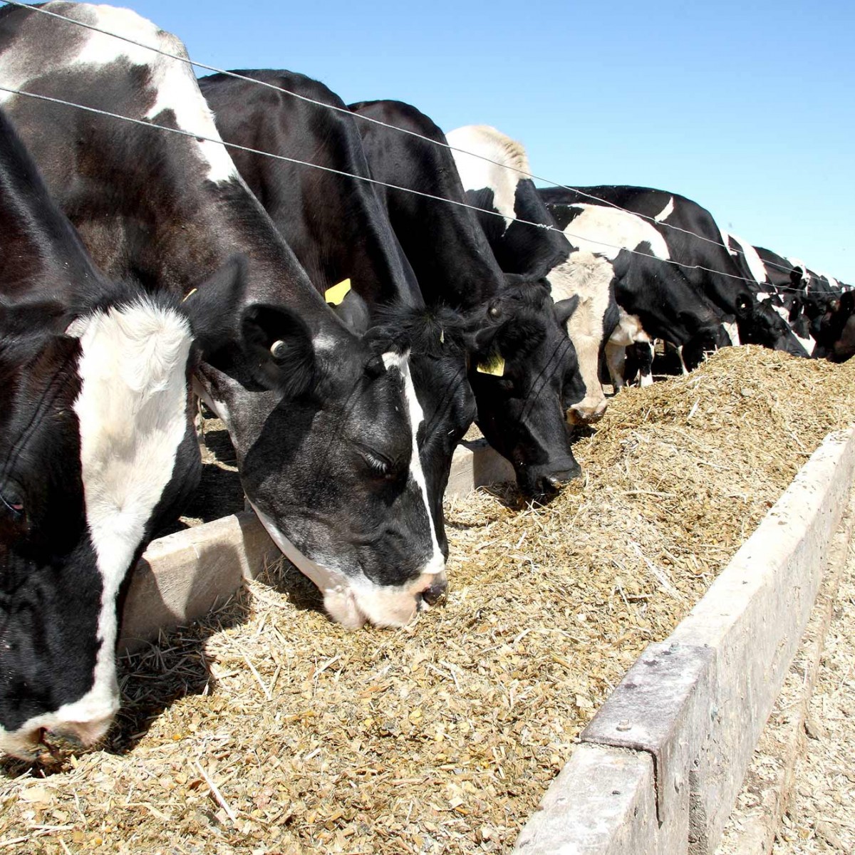 Renewable Energy - Sorghum Checkoff