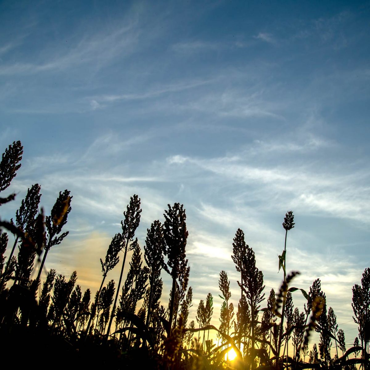 Sorghum Weed Control - Sorghum Checkoff