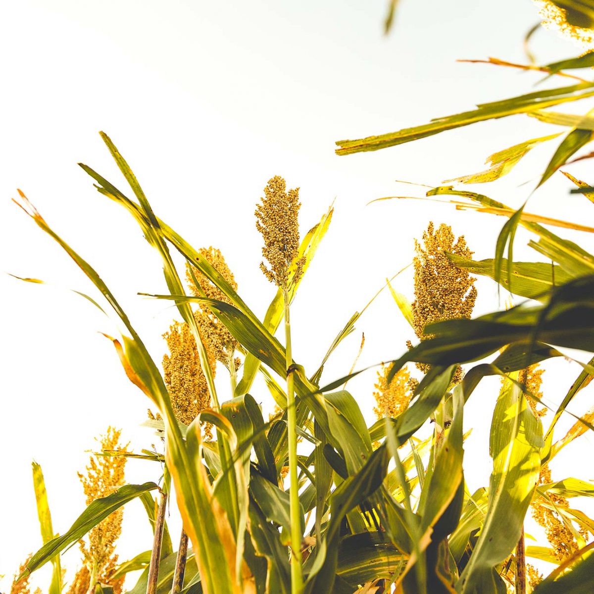 Planting Date and Grain Sorghum - Sorghum Checkoff
