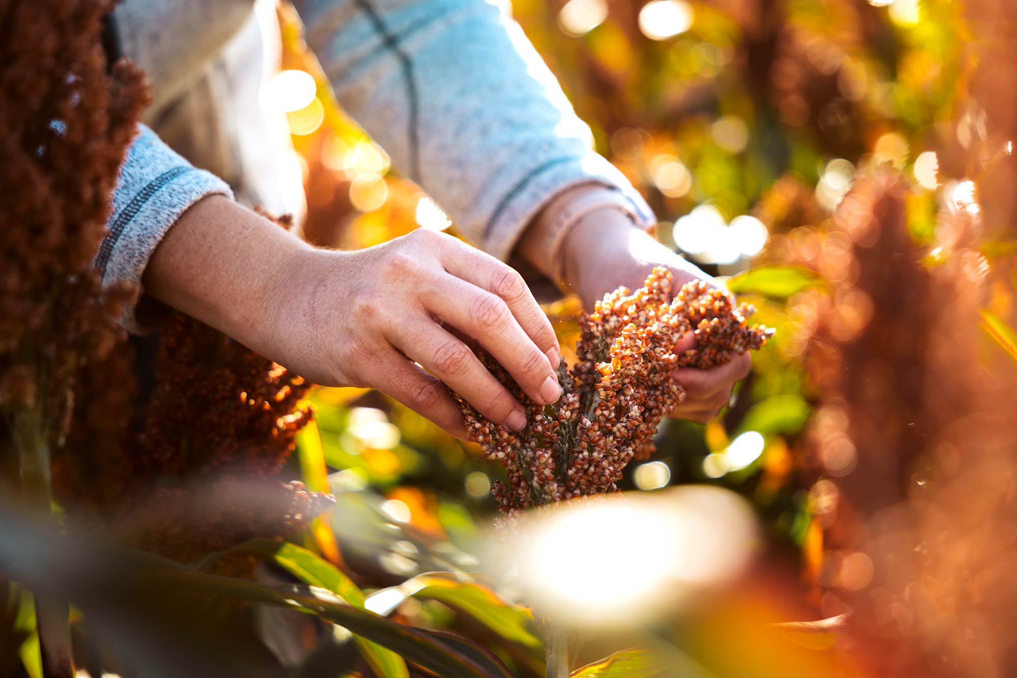 Planting Date and Grain Sorghum - Sorghum Checkoff