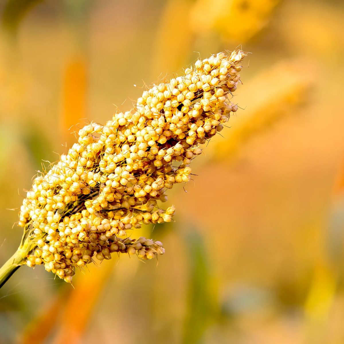 Measuring Sorghum's Glycemic Index - Sorghum Checkoff