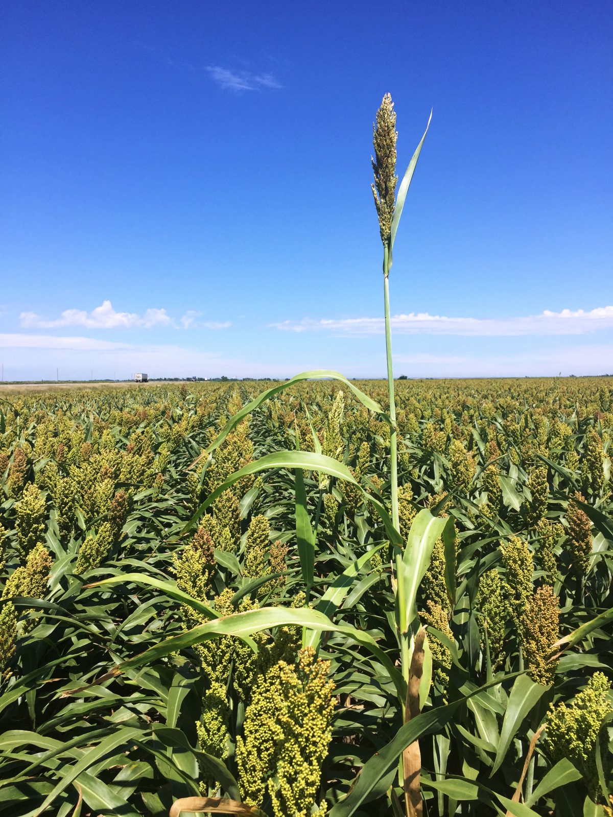 Off-Type Sorghum Plants - Sorghum Checkoff