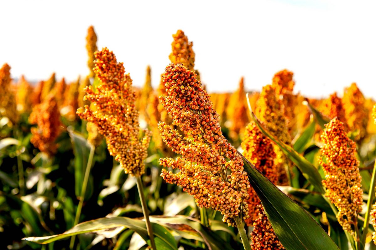 Grain Production - Sorghum Checkoff