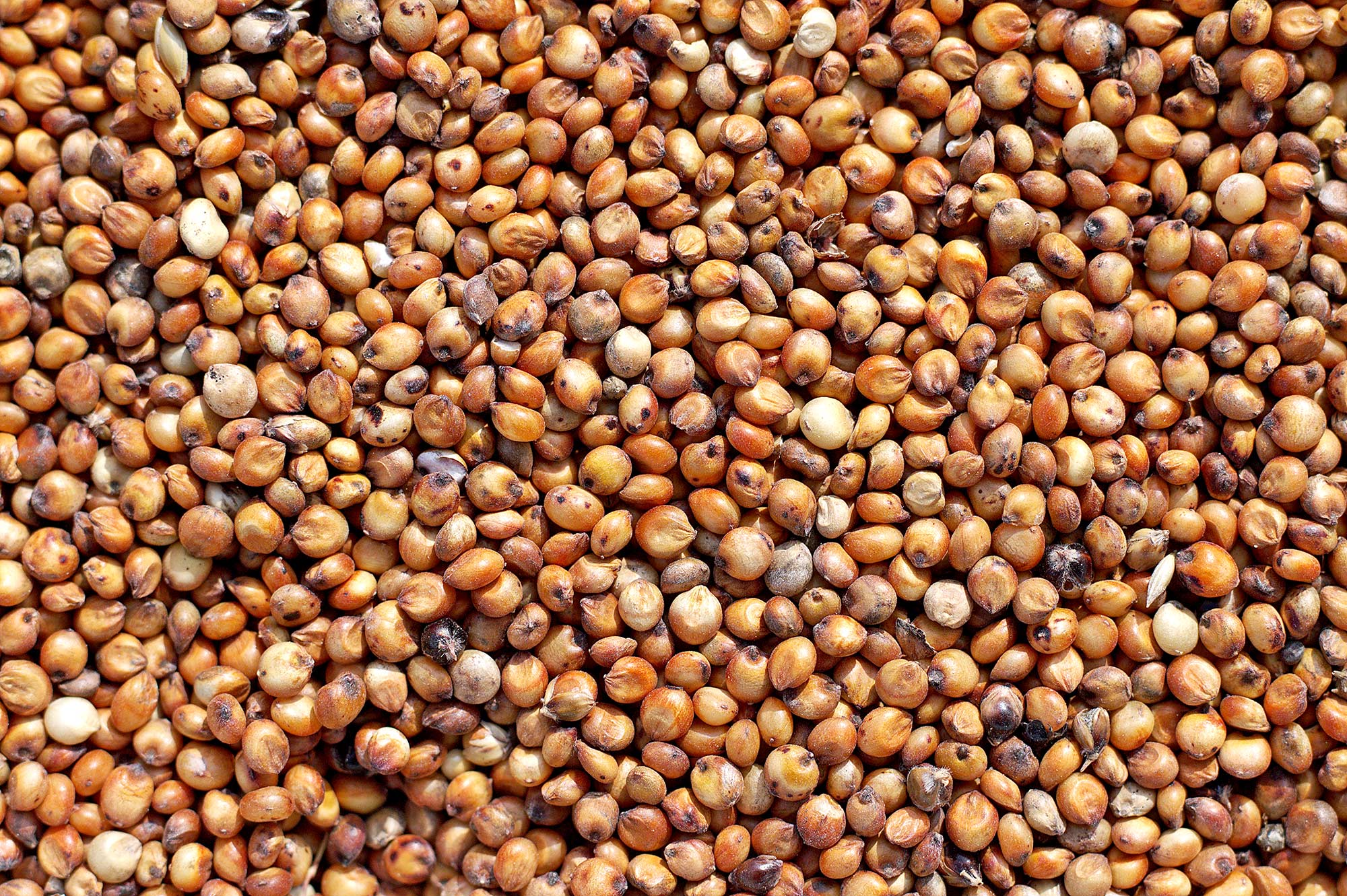 Brands Using Sorghum - Sorghum Checkoff