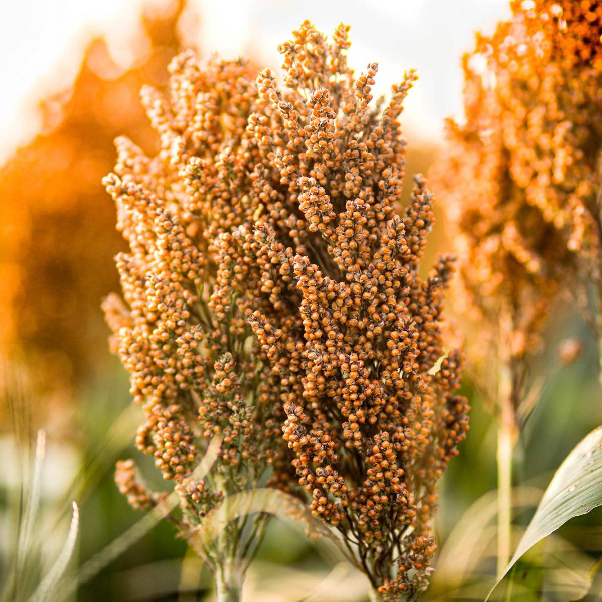 Sorghum Stories - Sorghum Checkoff