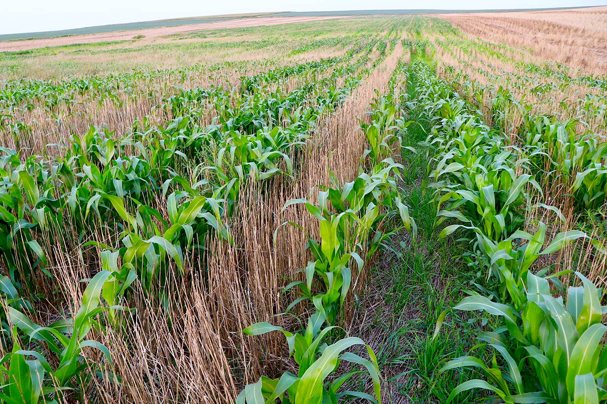 Double Cropping Wheat Behind Grain Sorghum - Sorghum Checkoff