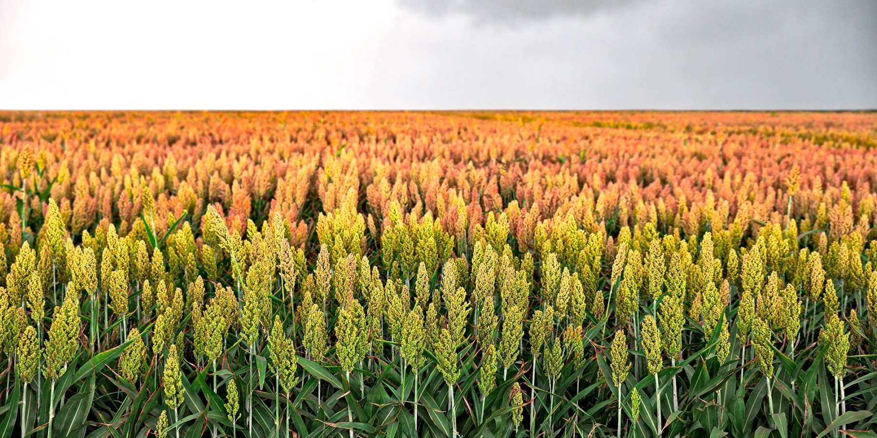 Sorghum Seeding Rates - Sorghum Checkoff
