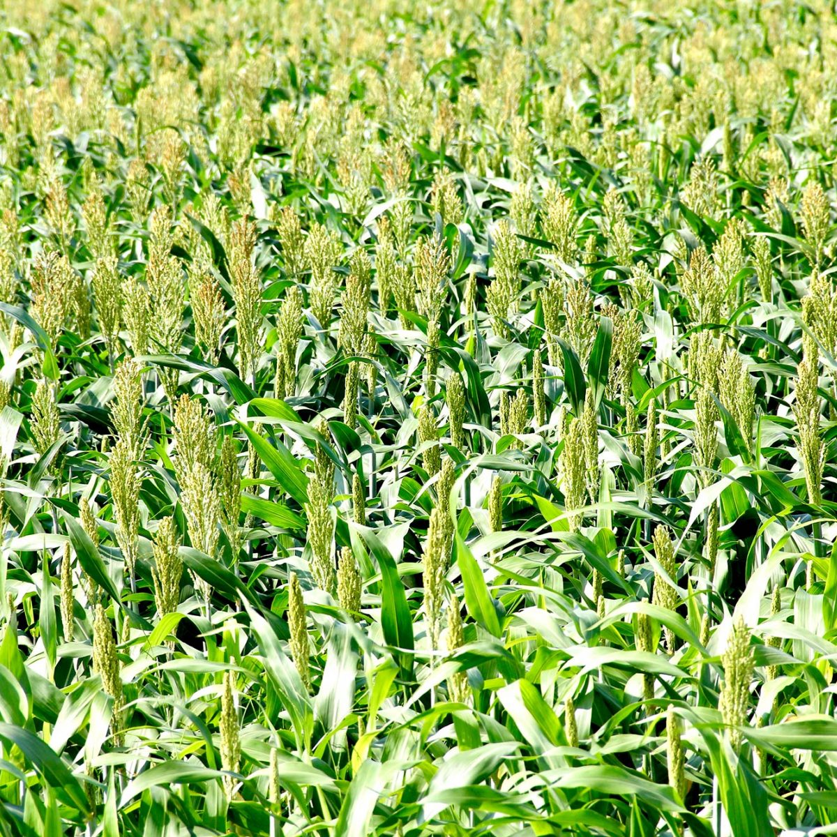Newsroom - Page 20 of 31 - Sorghum Checkoff