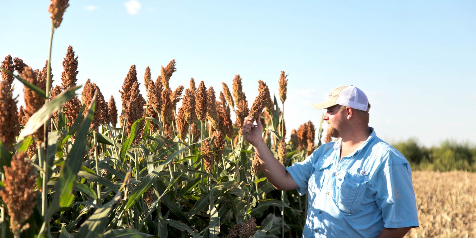 Avoiding Prussic Acid and Nitrate Poisoning in Drought Stressed Sorghum ...