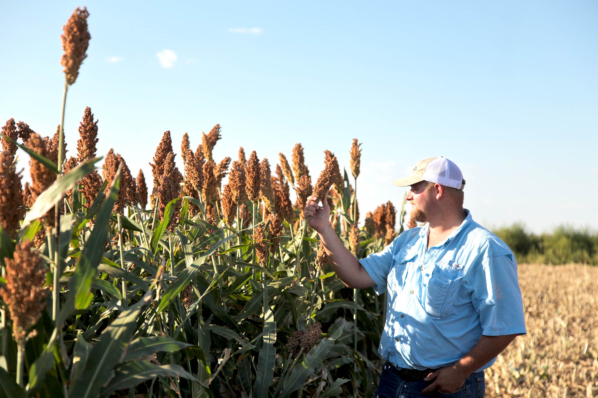 Avoiding Prussic Acid and Nitrate Poisoning in Drought Stressed Sorghum ...