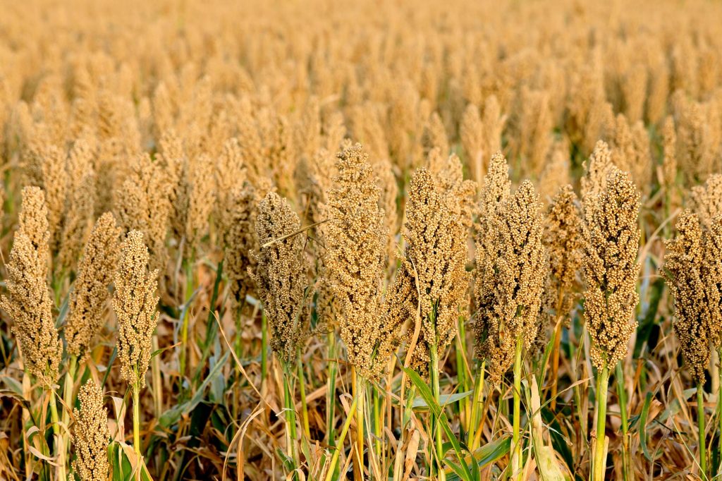 Sorghum Grading - Sorghum Checkoff