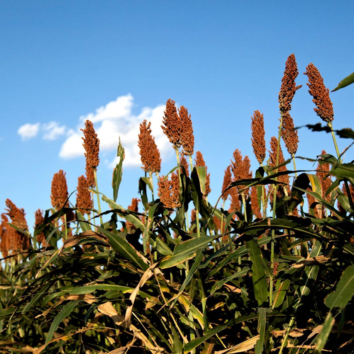 What Is Sorghum? - Sorghum Checkoff