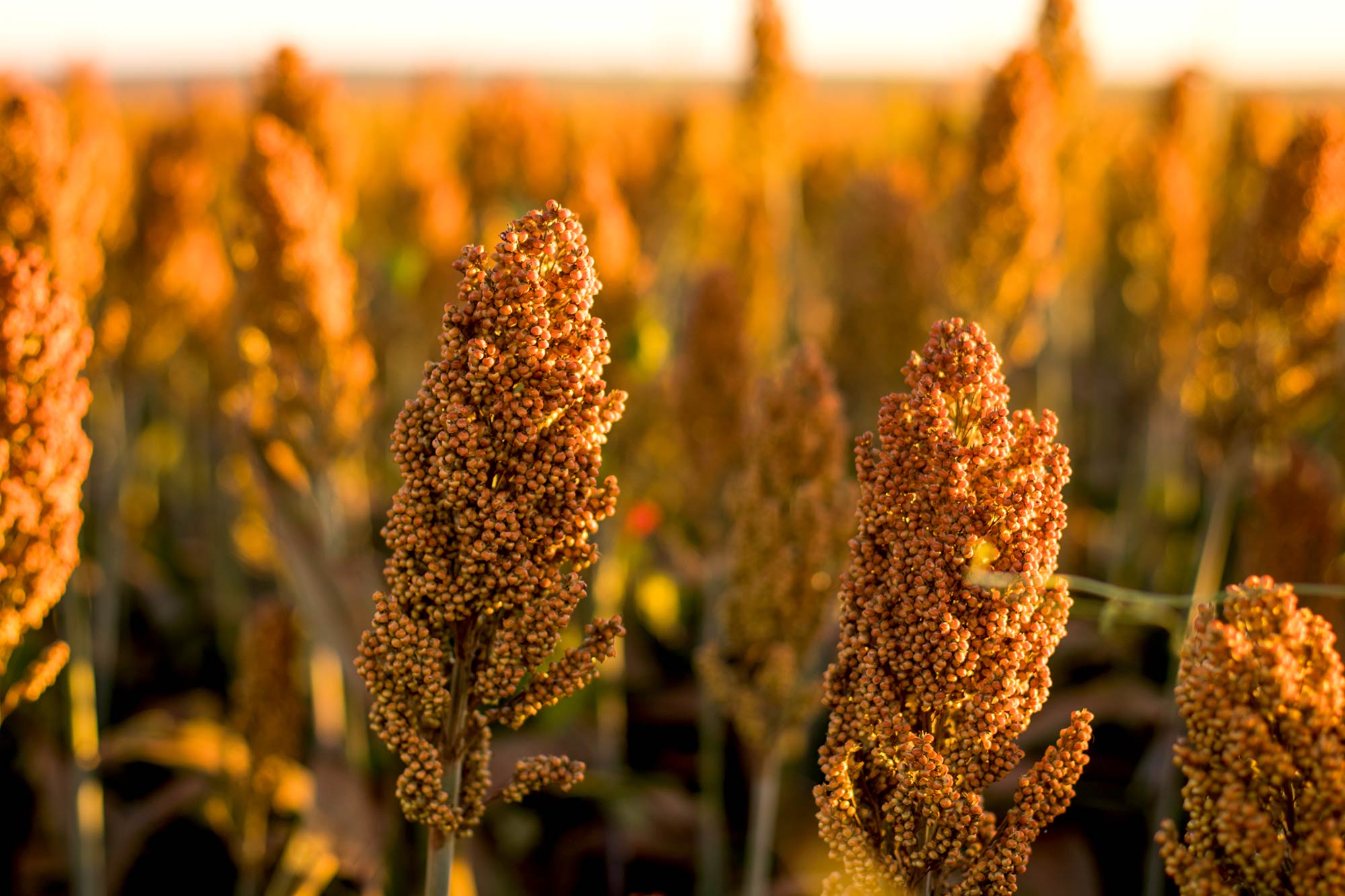 Igrowth/Imiflex Use in Sorghum - Sorghum Checkoff