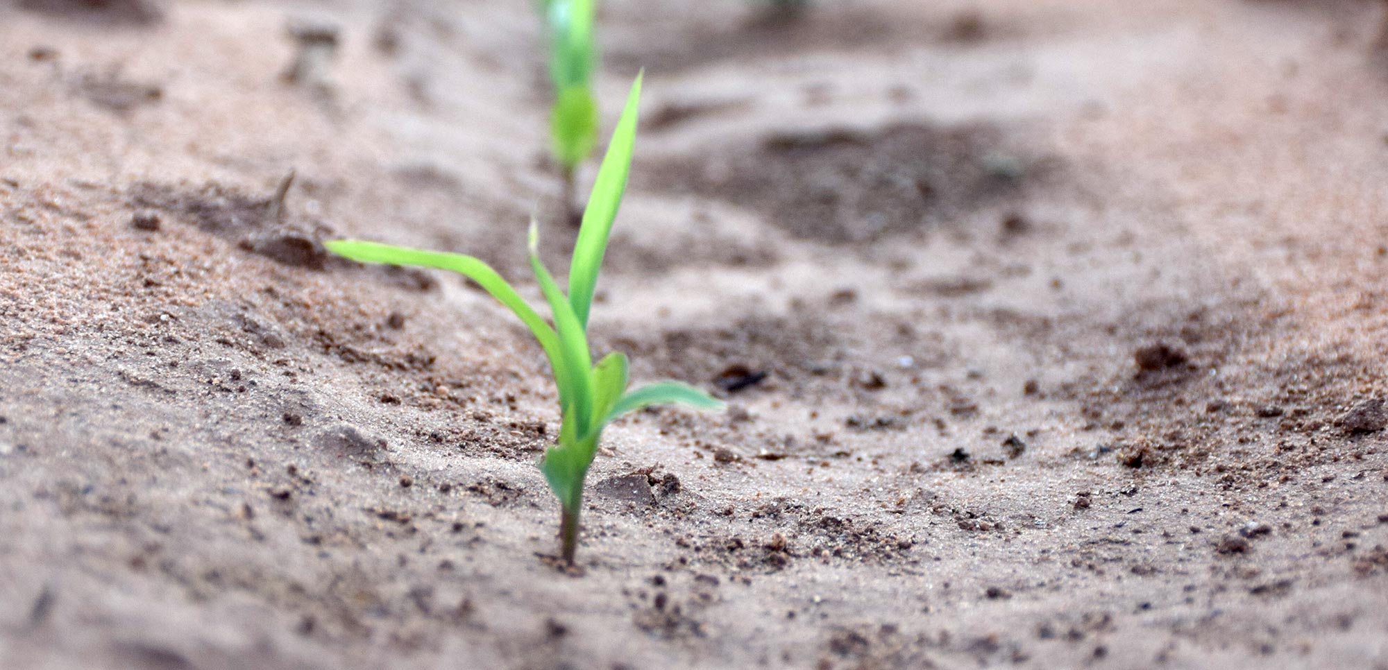 The Early Life of a Sorghum Plant - Sorghum Checkoff