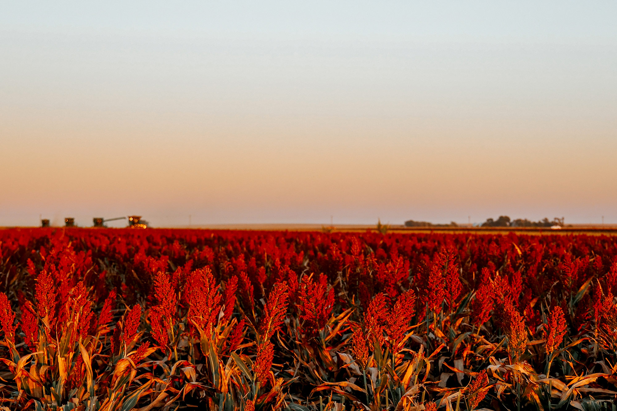 What Is Sorghum? - Sorghum Checkoff