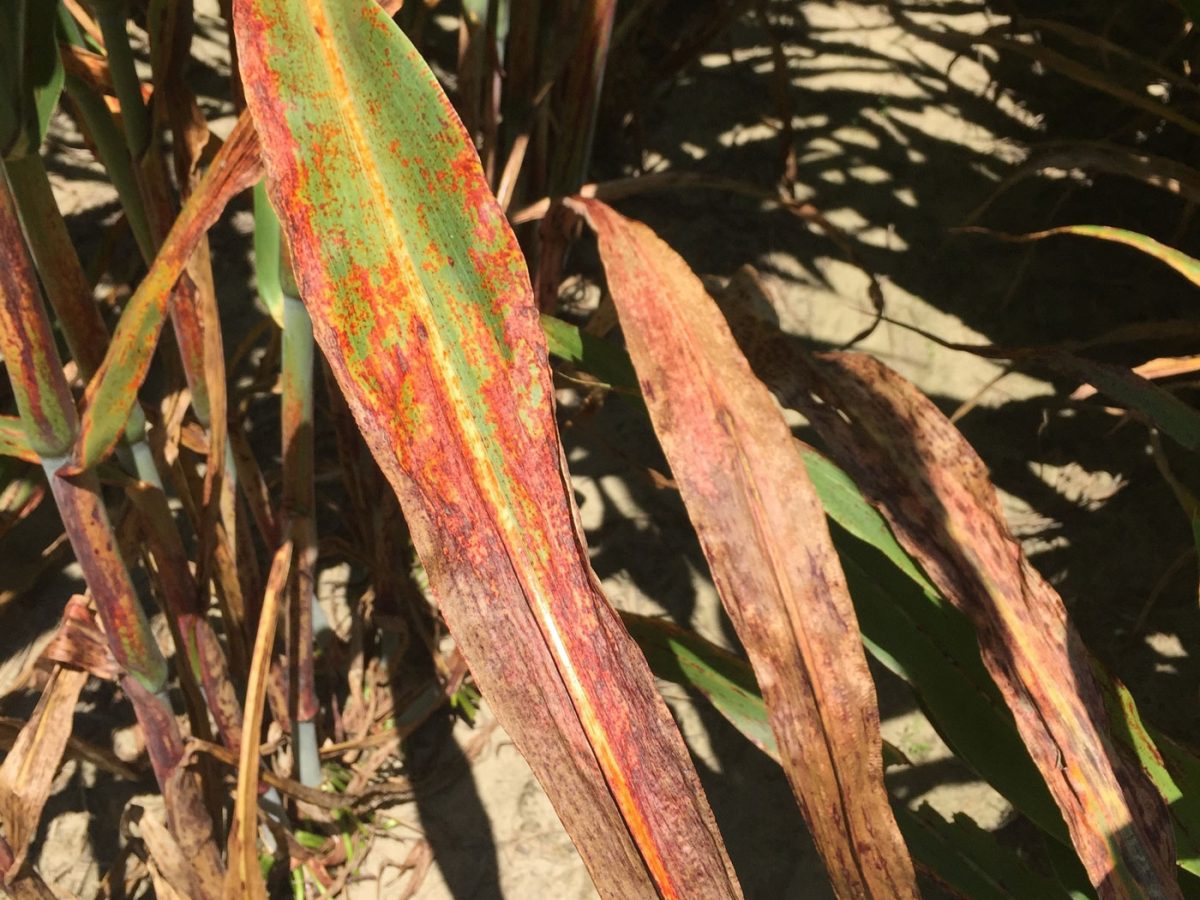 Insects, Weeds, Diseases - Sorghum Checkoff