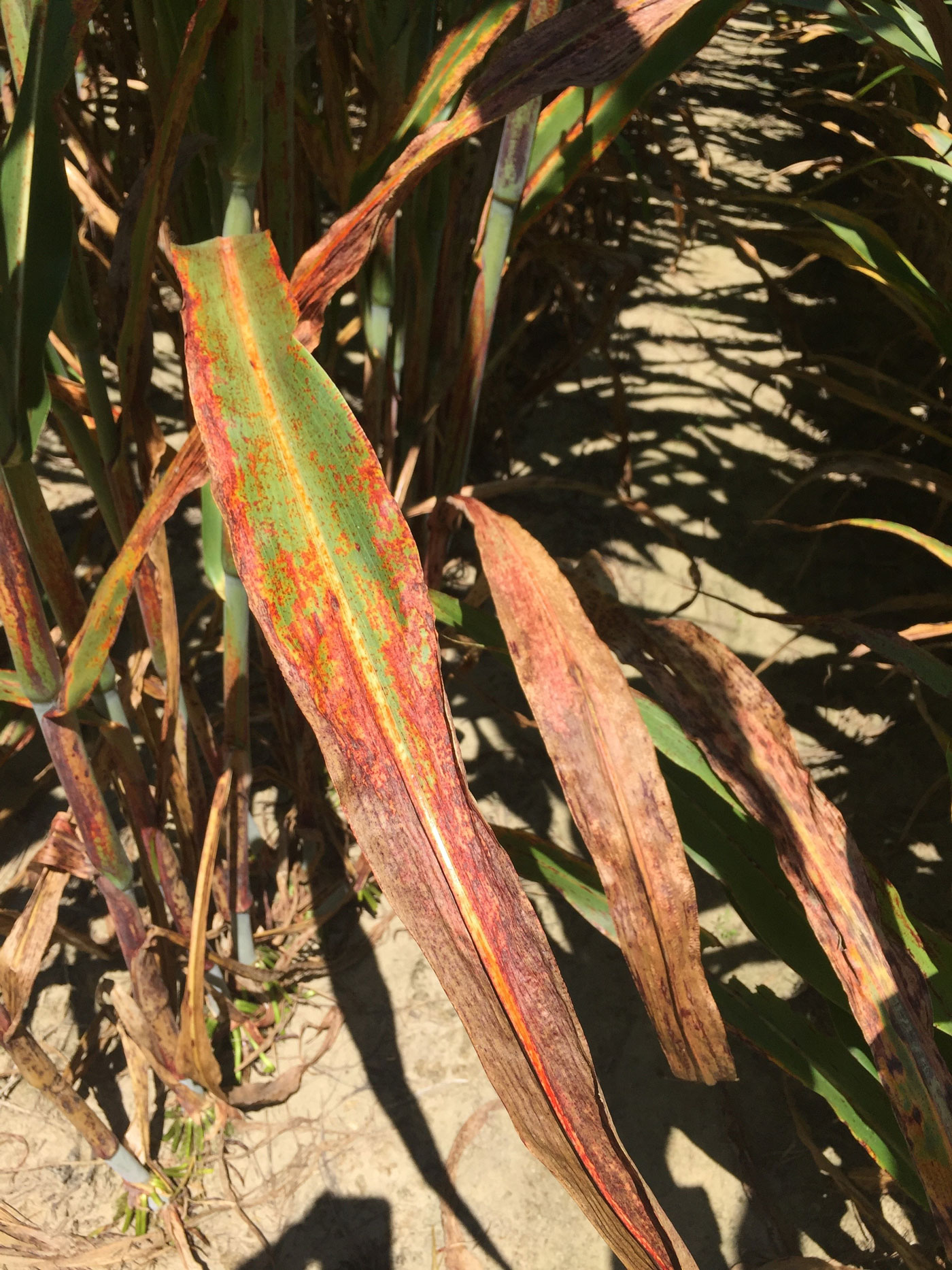 Disease Control - Sorghum Checkoff