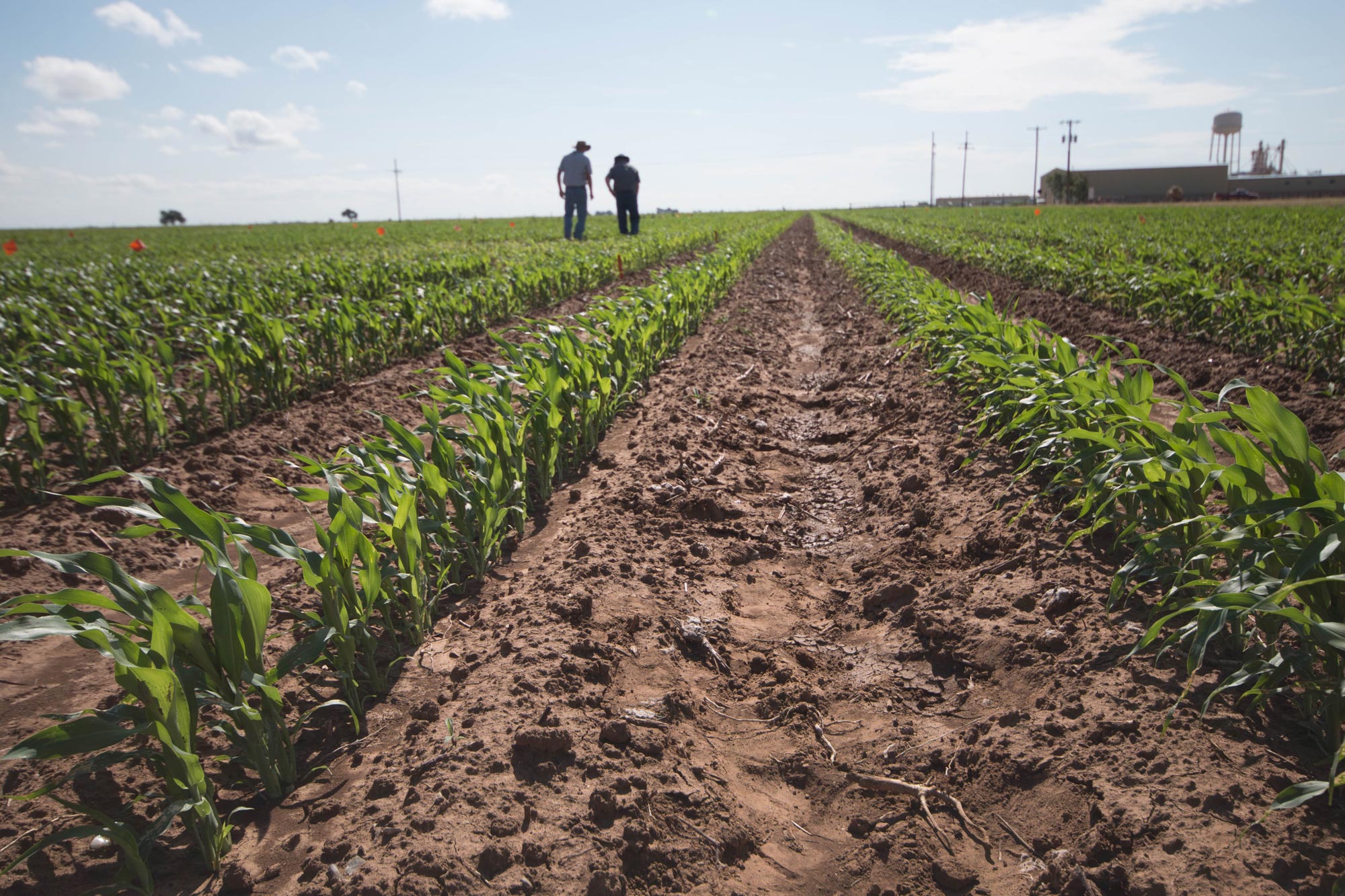 Agronomy Insights - Sorghum Checkoff