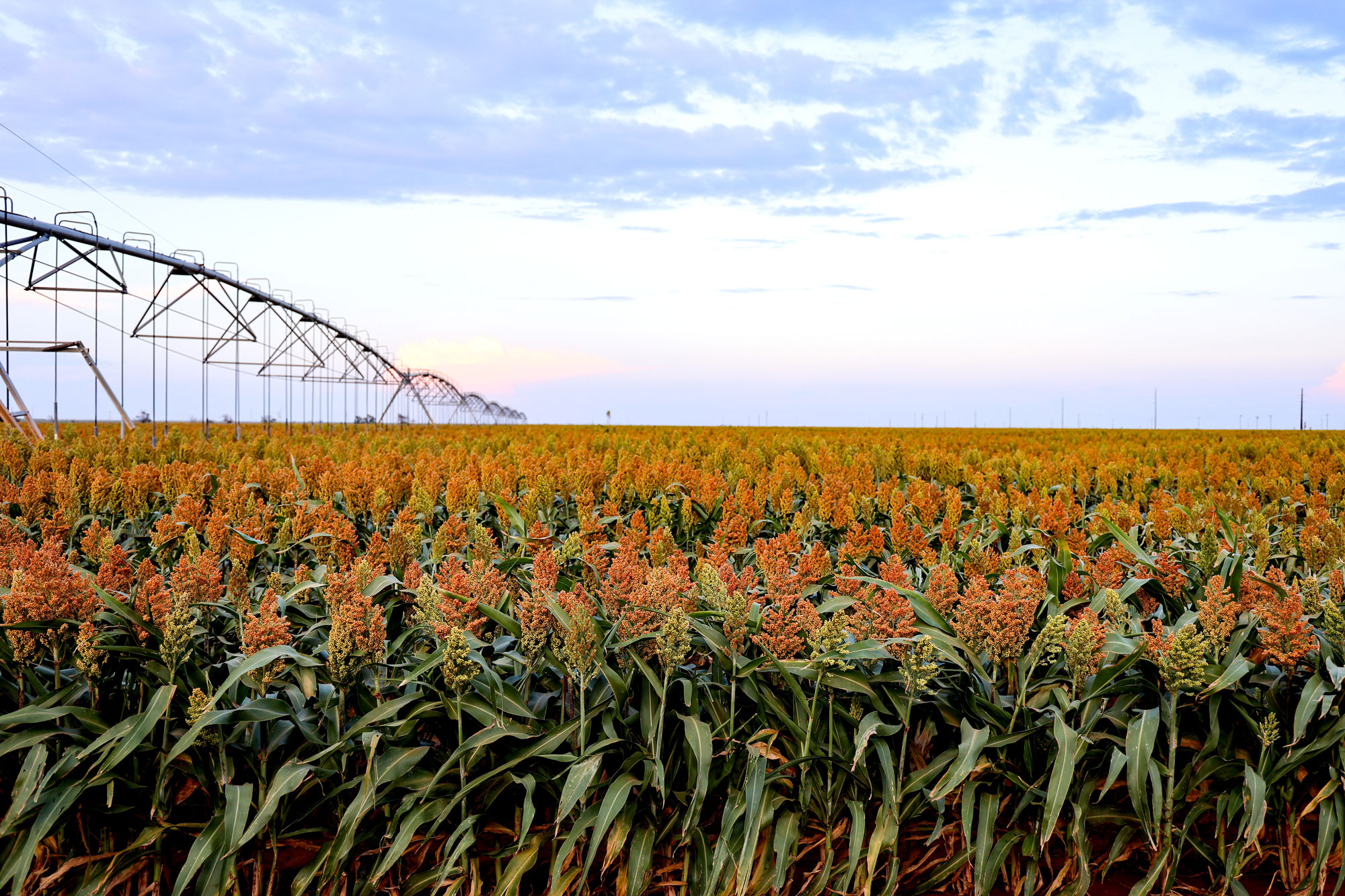 Optimizing Irrigation in Grain Sorghum - Sorghum Checkoff