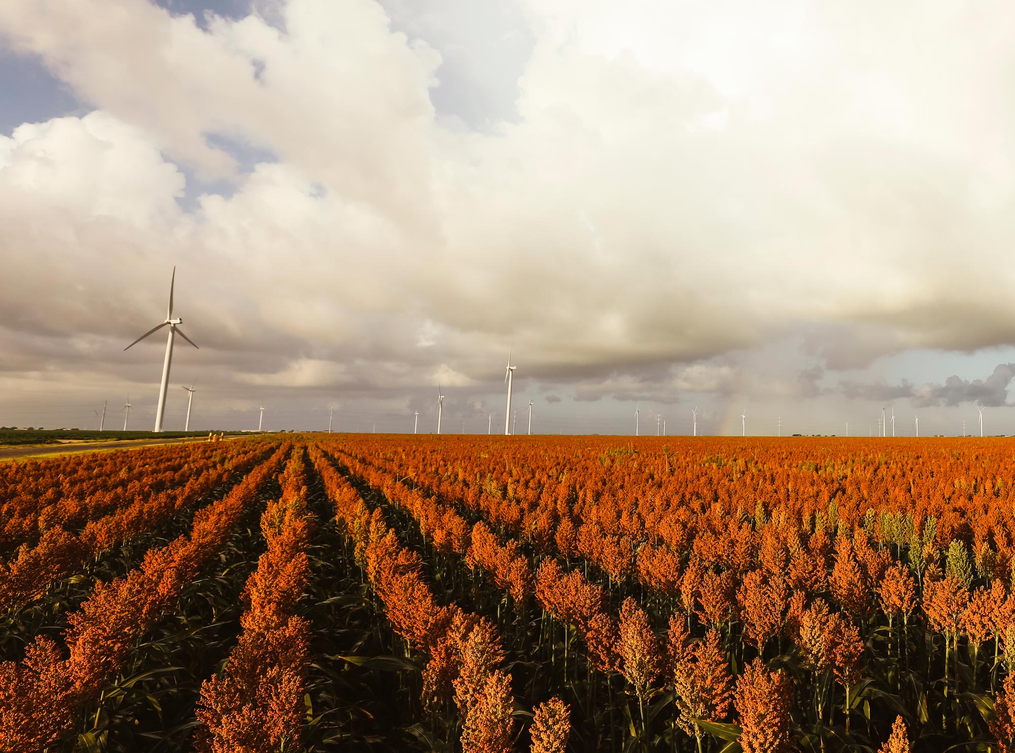 Grain Production - Sorghum Checkoff