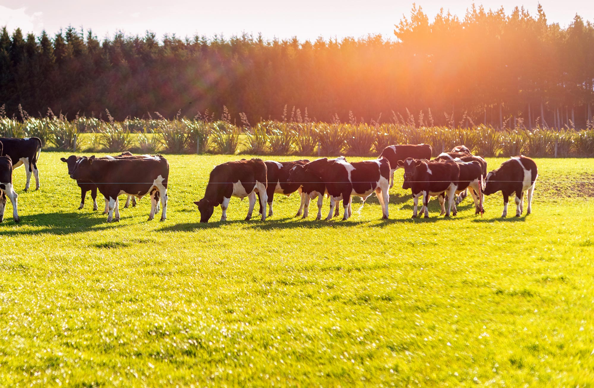 Grazing Livestock - Sorghum Checkoff