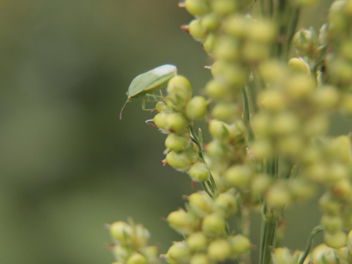 Insect Control - Sorghum Checkoff