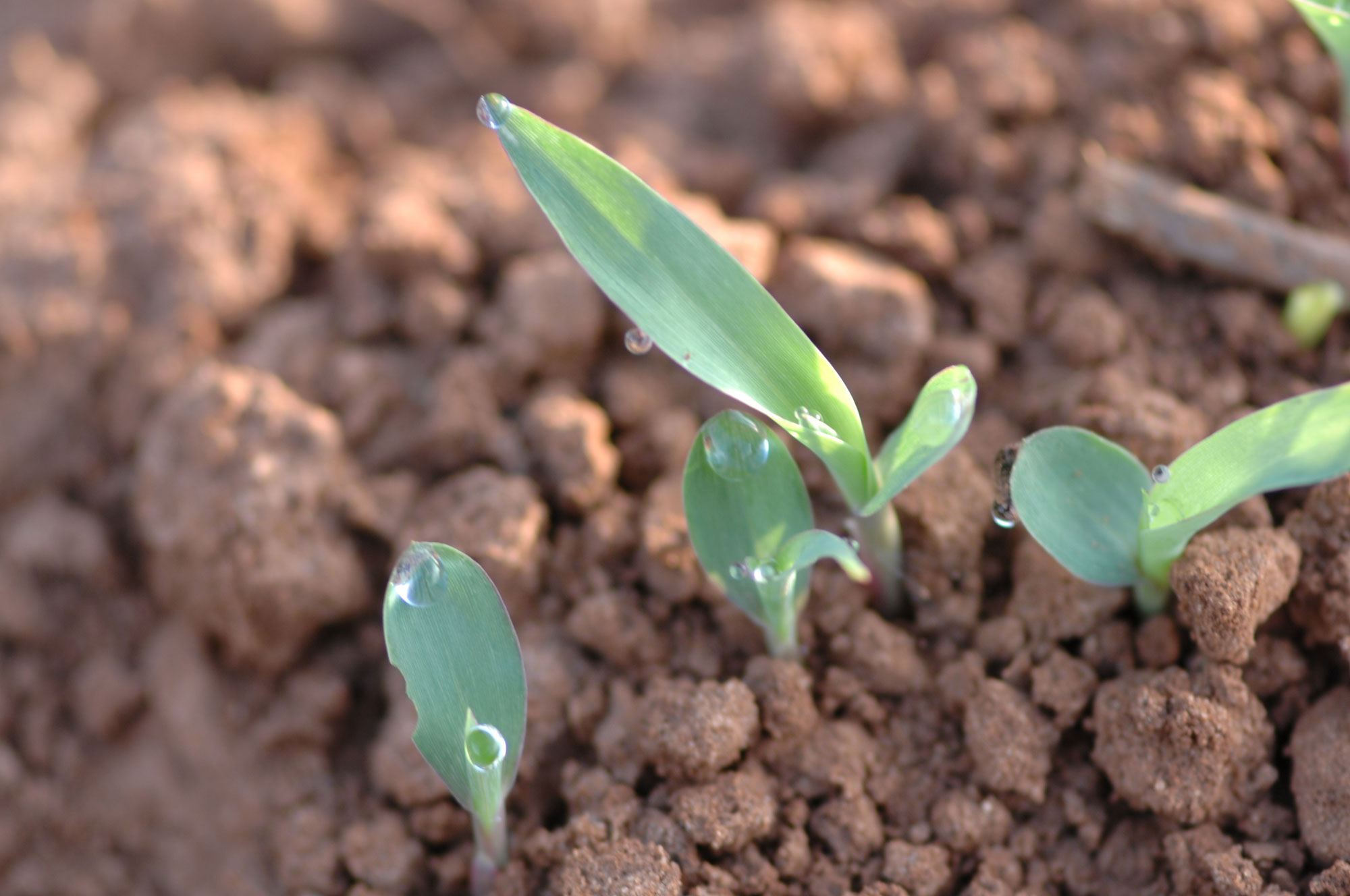 Planting, Row Spacing and Seeding Rate - Sorghum Checkoff
