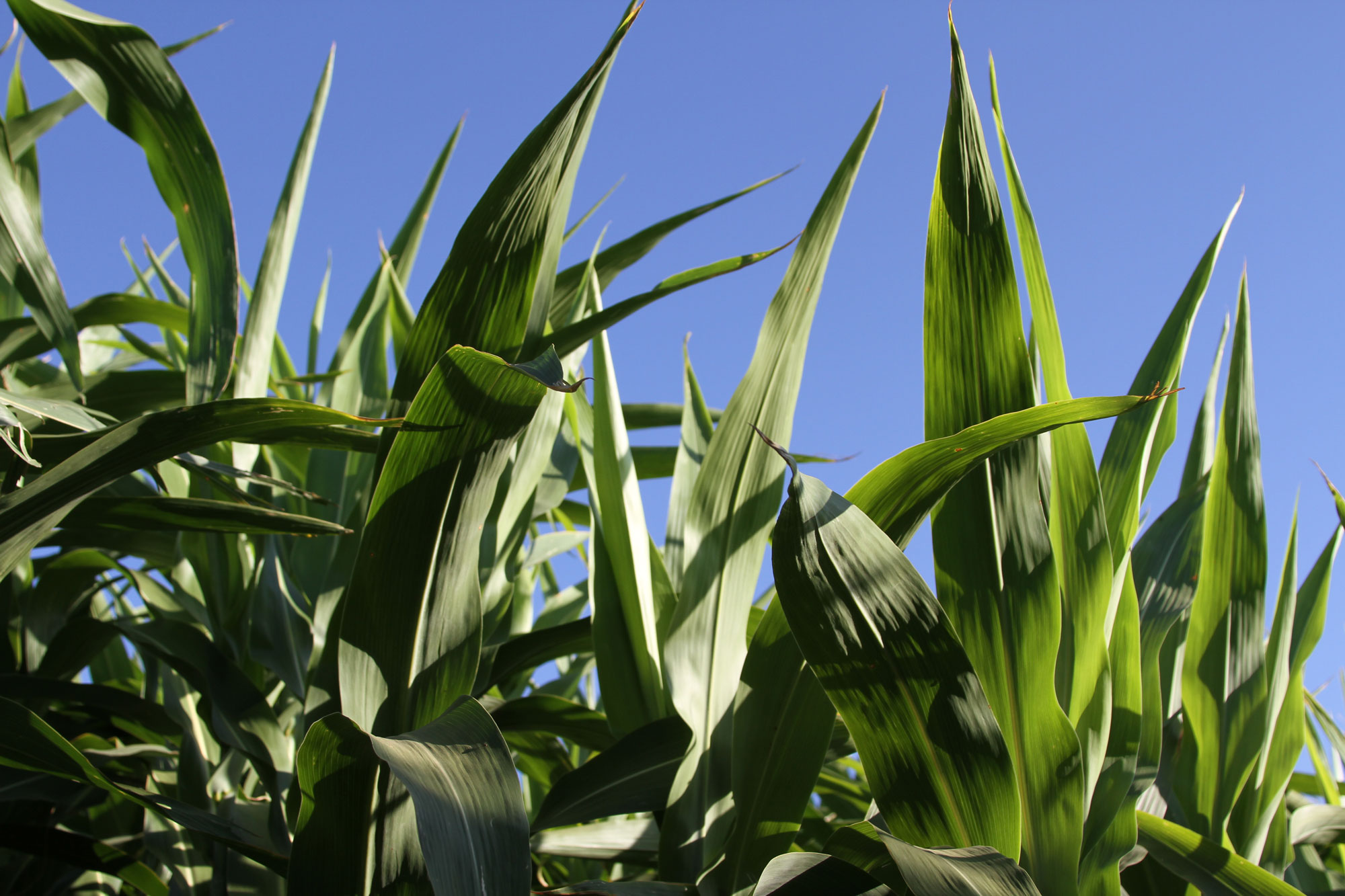 What Is Sorghum? - Sorghum Checkoff