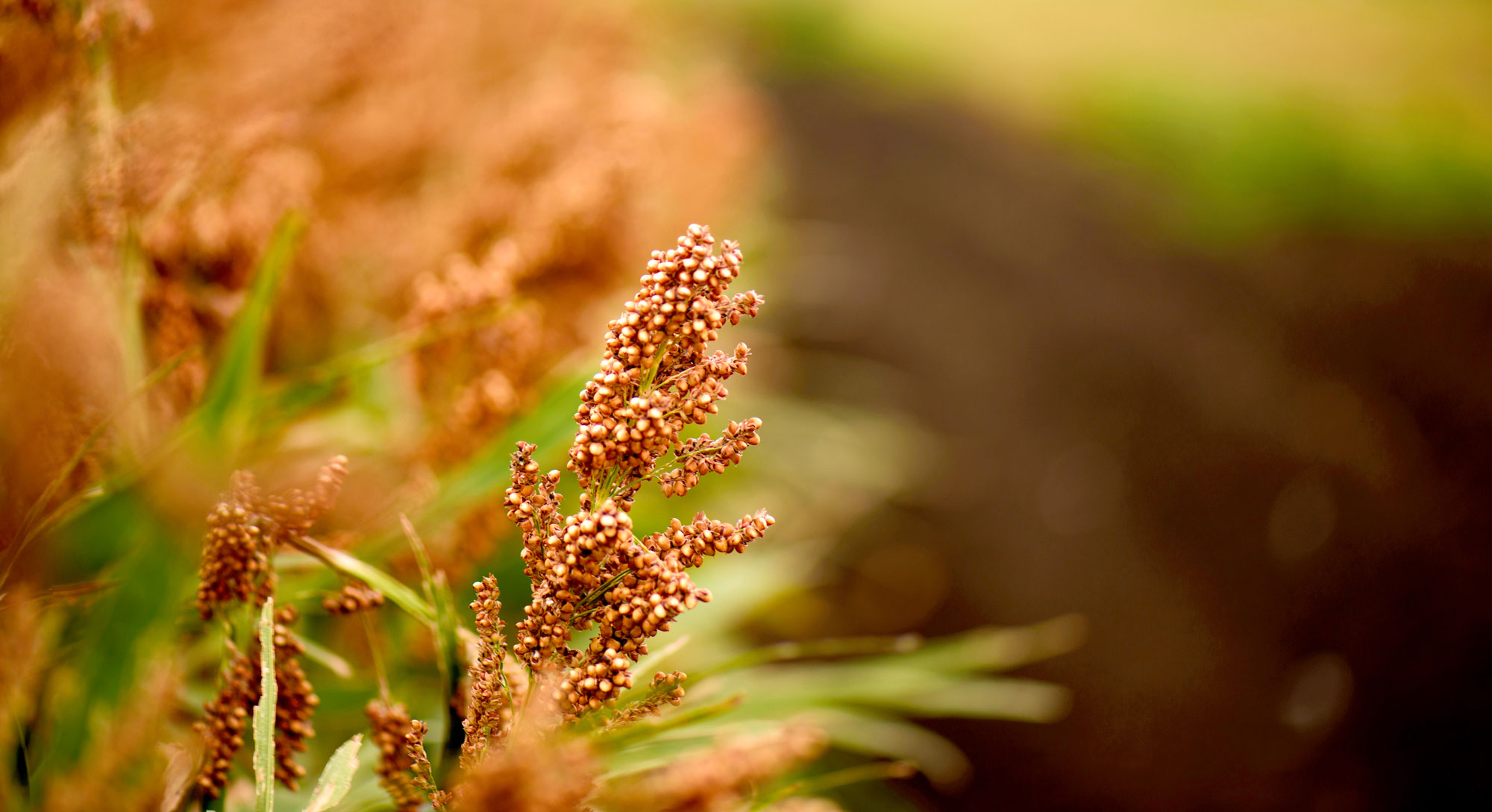 Sorghum 101 - Sorghum Checkoff