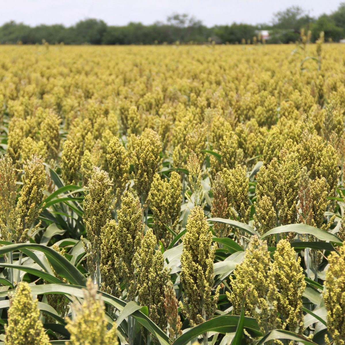 USDA Tutorial on Grading Sorghum - Sorghum Checkoff