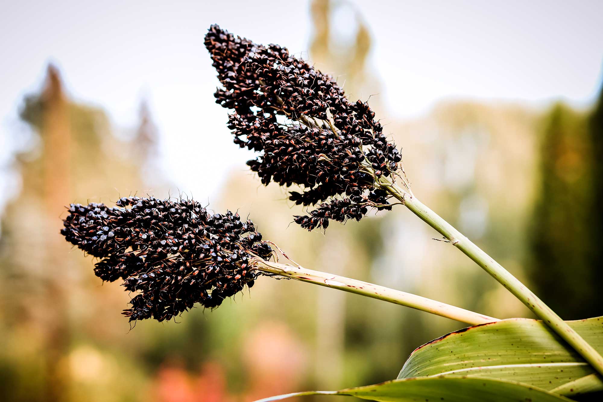 Sorghum Grading - Sorghum Checkoff