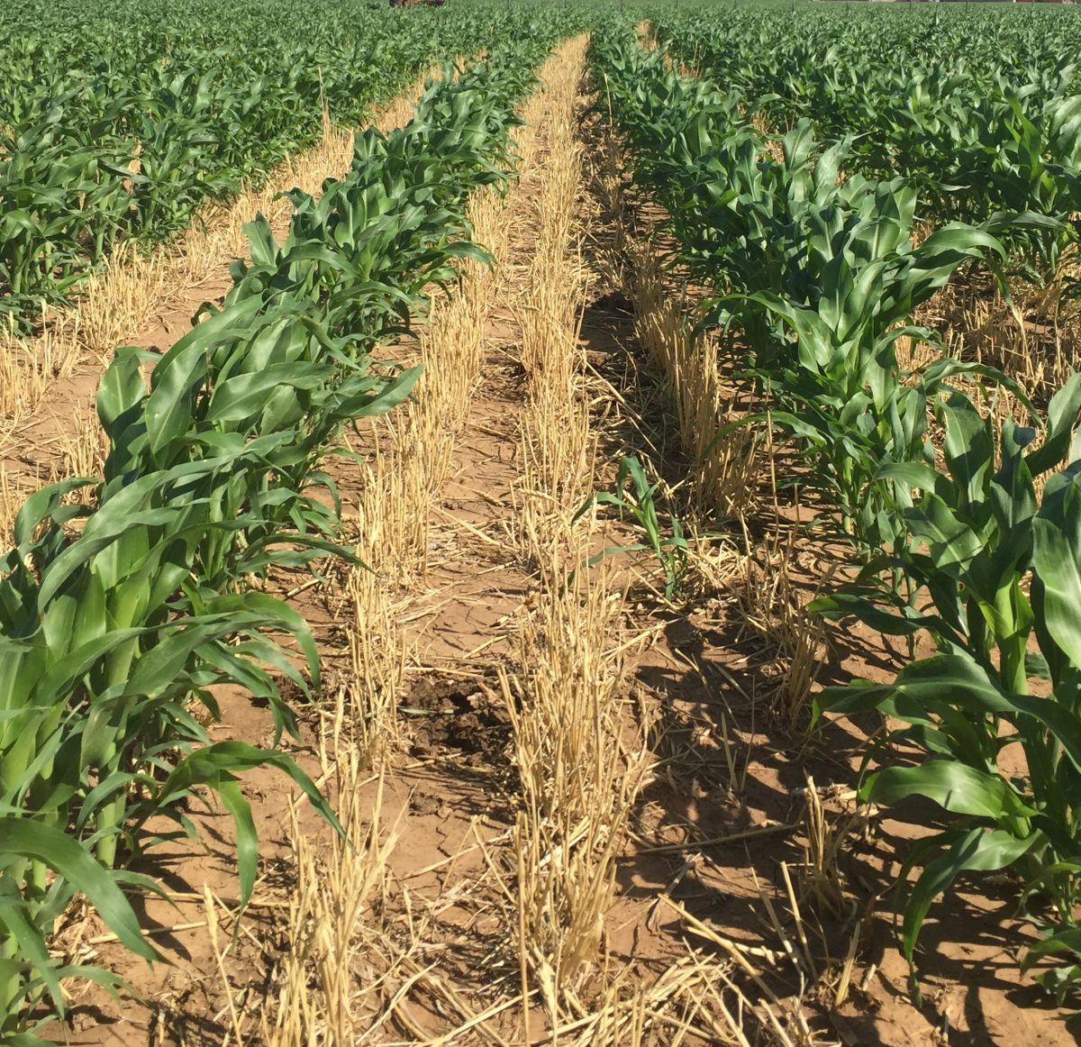 Double Cropping Grain Sorghum Following Wheat - Sorghum Checkoff