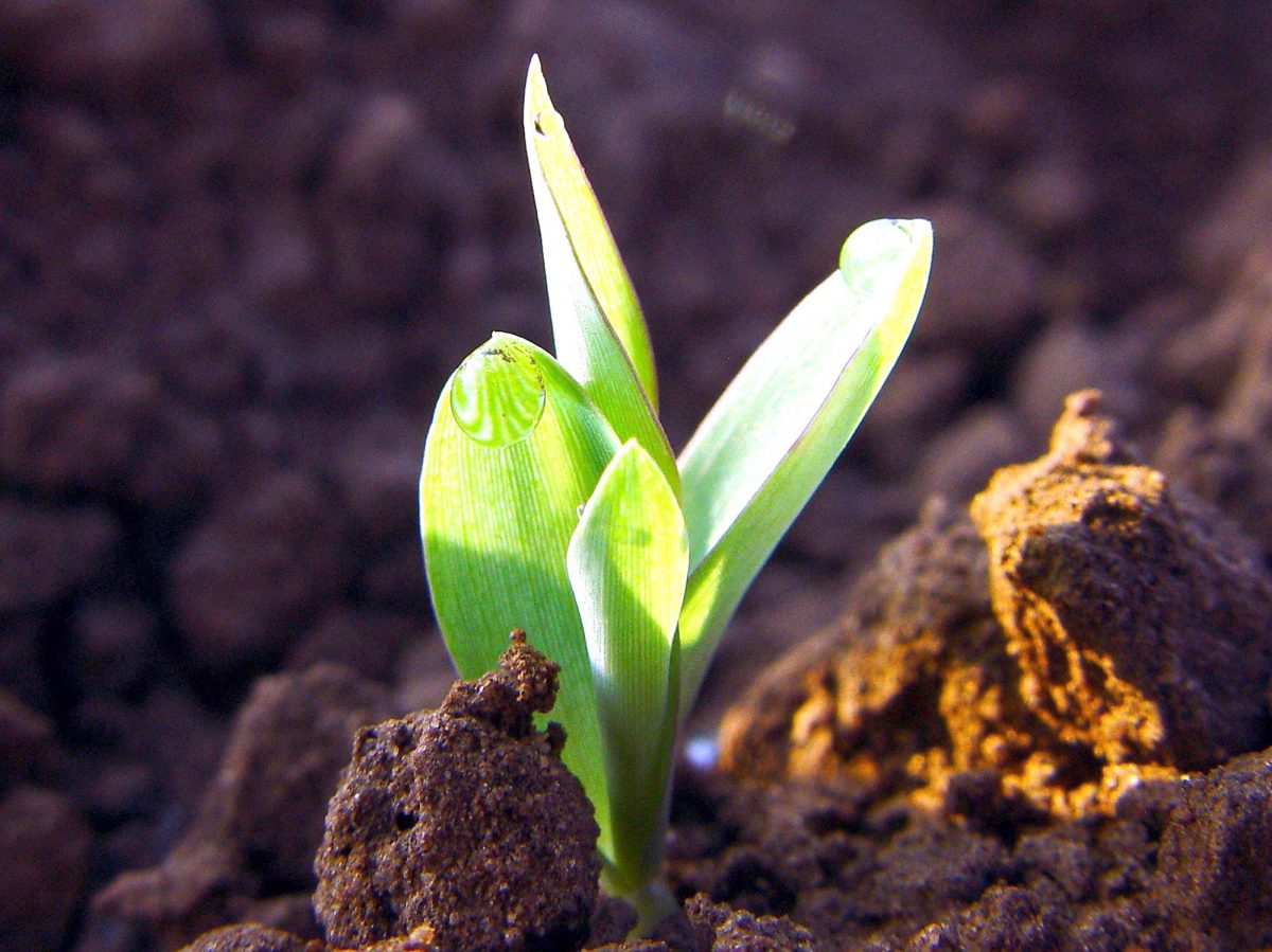 Lifecycle - Sorghum Checkoff