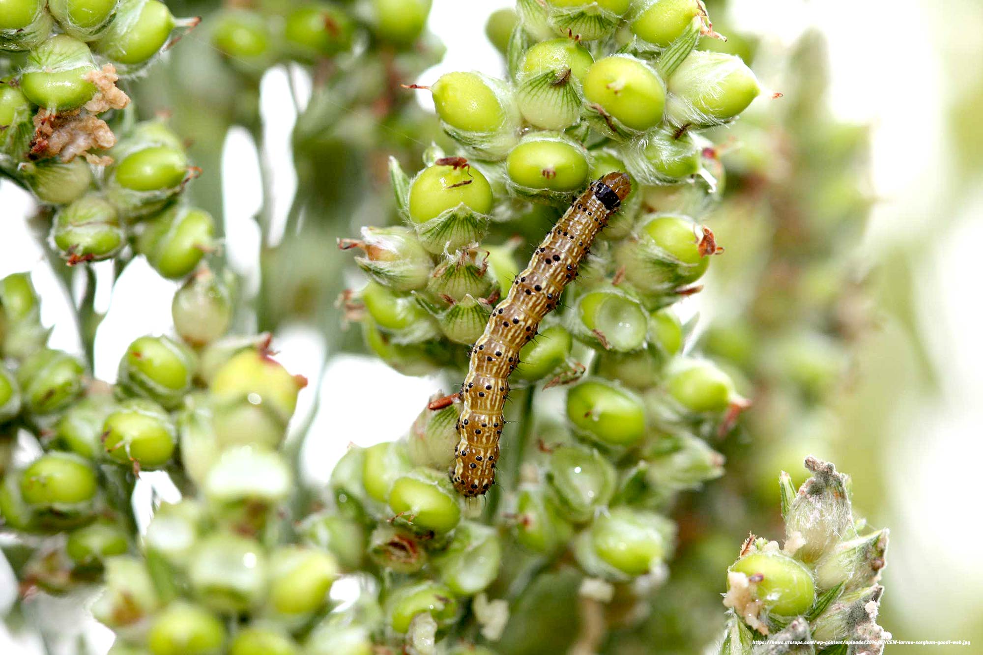 Headworms - Sorghum Checkoff