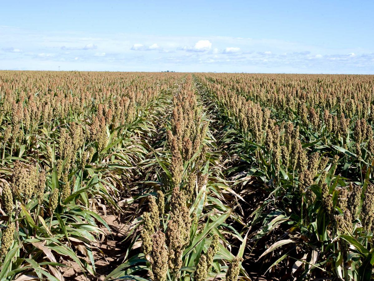 Lifecycle - Sorghum Checkoff
