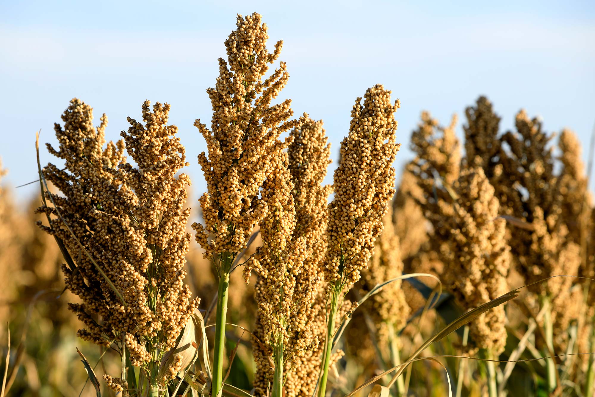 Forage Production - Sorghum Checkoff
