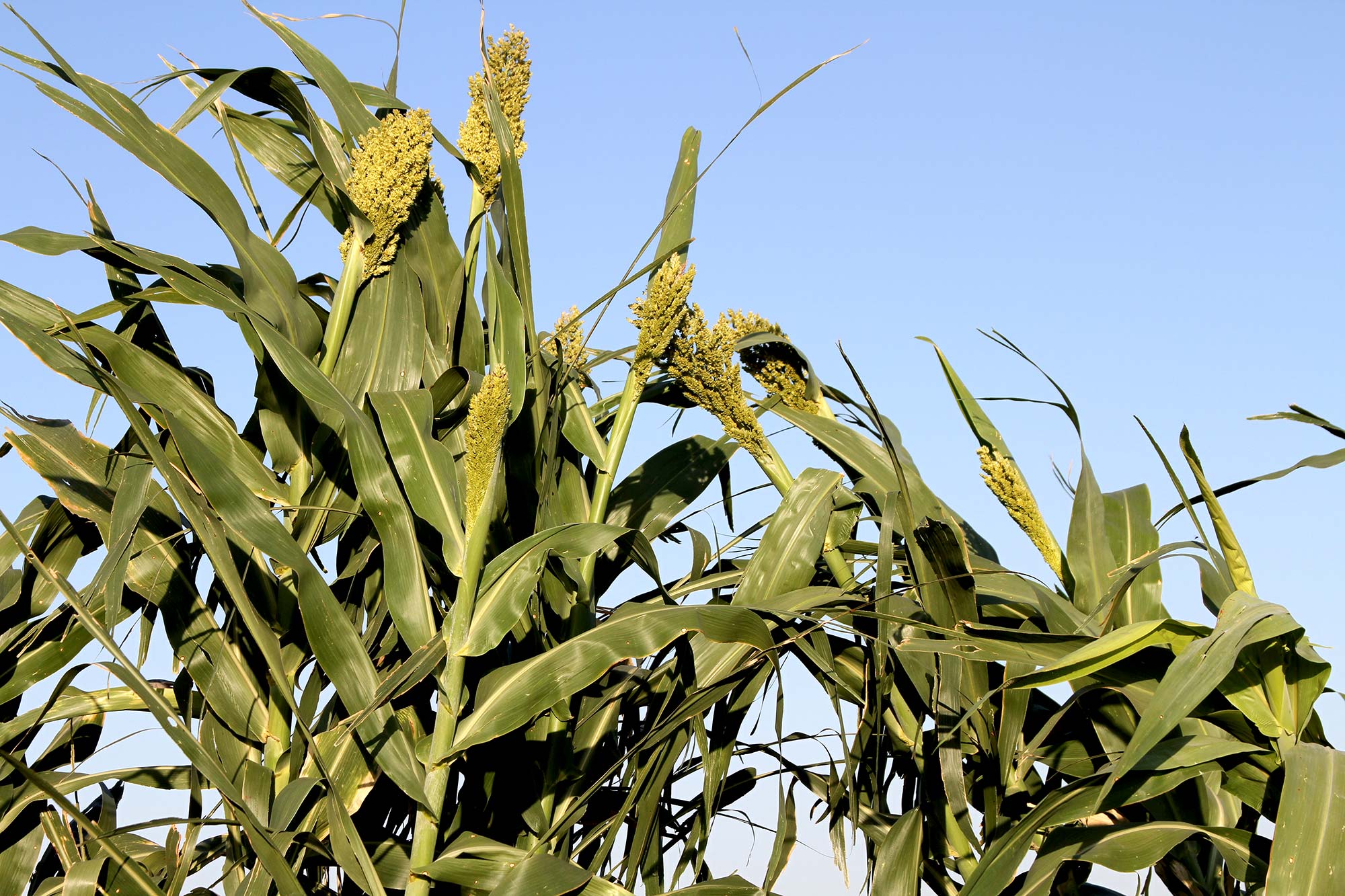 Lifecycle - Sorghum Checkoff