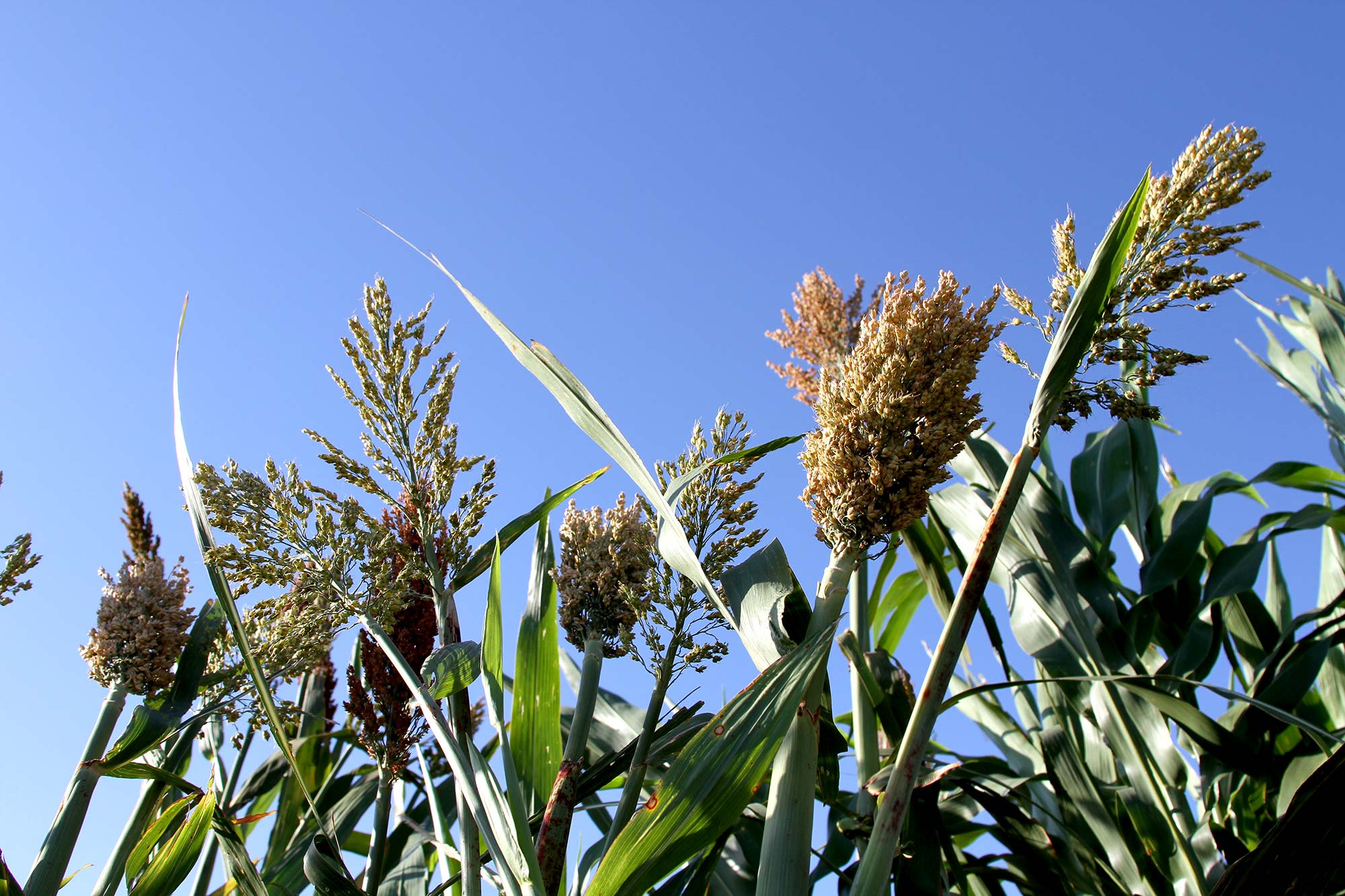 Sign Up - Sorghum Checkoff