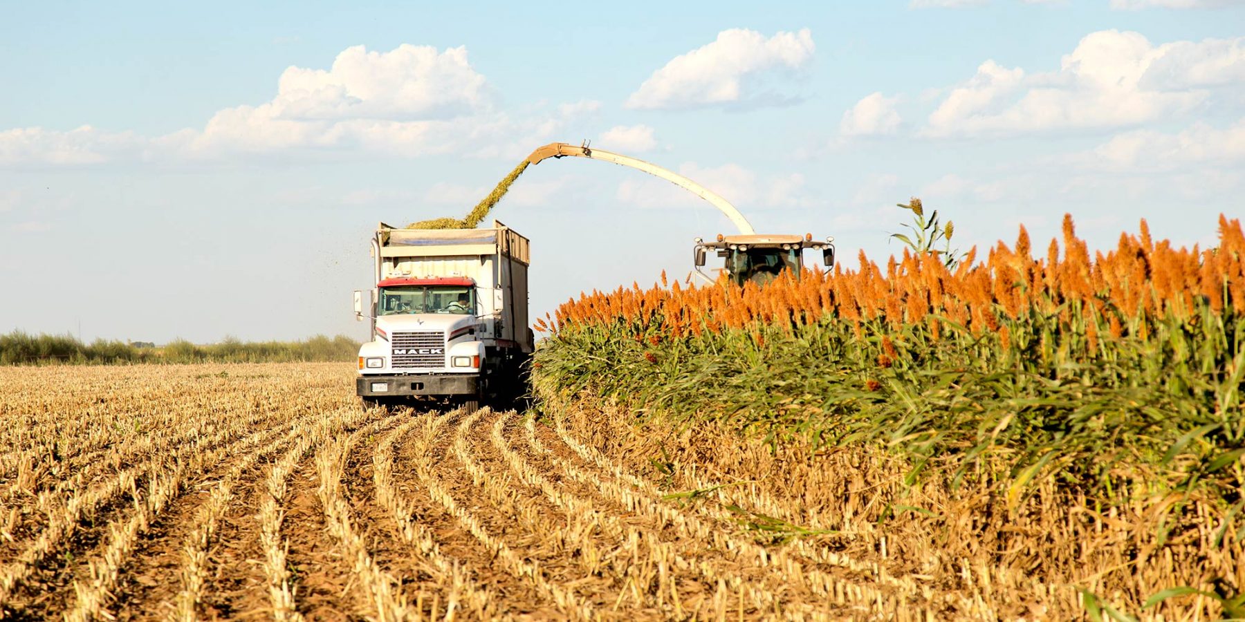 Forage Production - Sorghum Checkoff