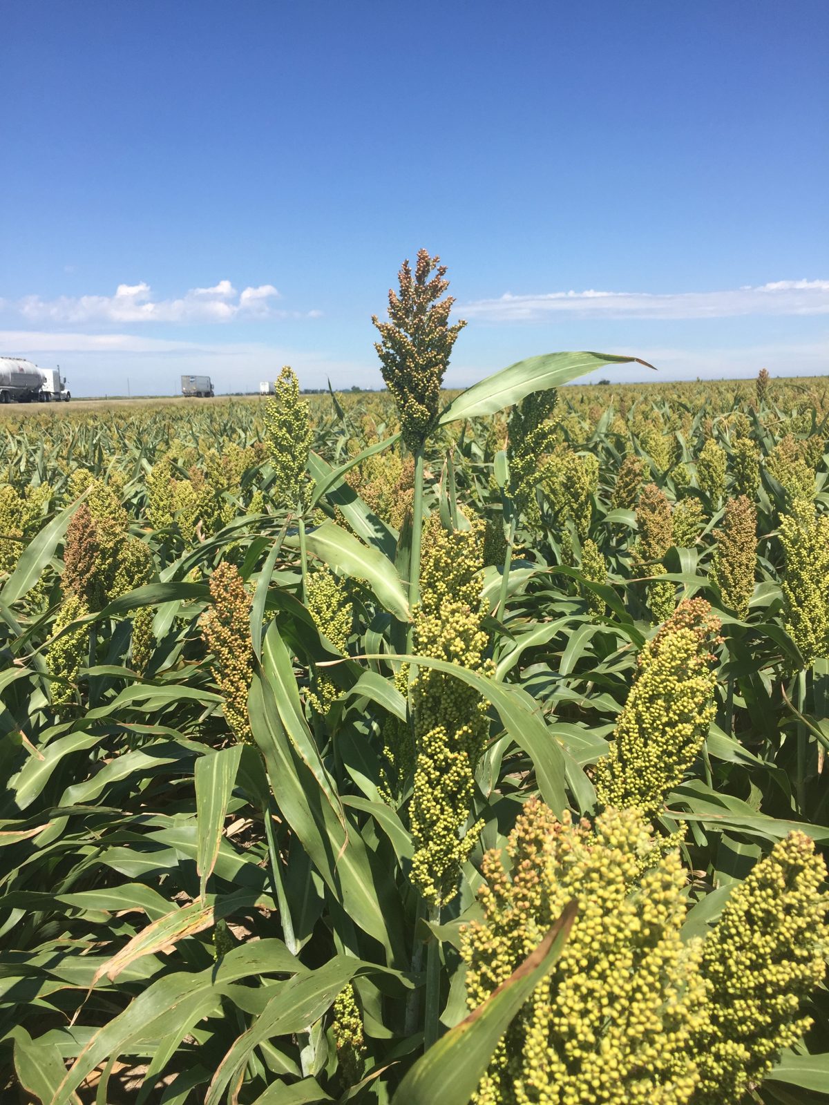 Off-Type Sorghum Plants - Sorghum Checkoff