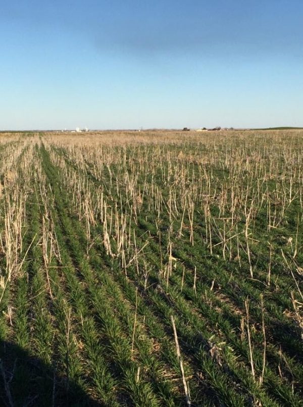 Double Cropping Wheat Behind Grain Sorghum - Sorghum Checkoff