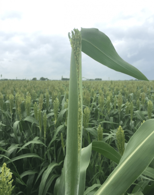 Growth and Development - Sorghum Checkoff