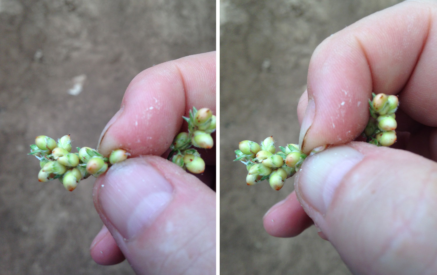 Growth and Development - Sorghum Checkoff