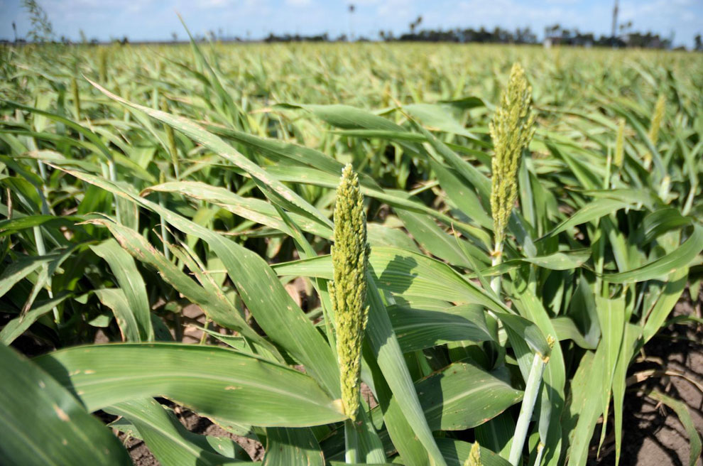 Growth and Development - Sorghum Checkoff