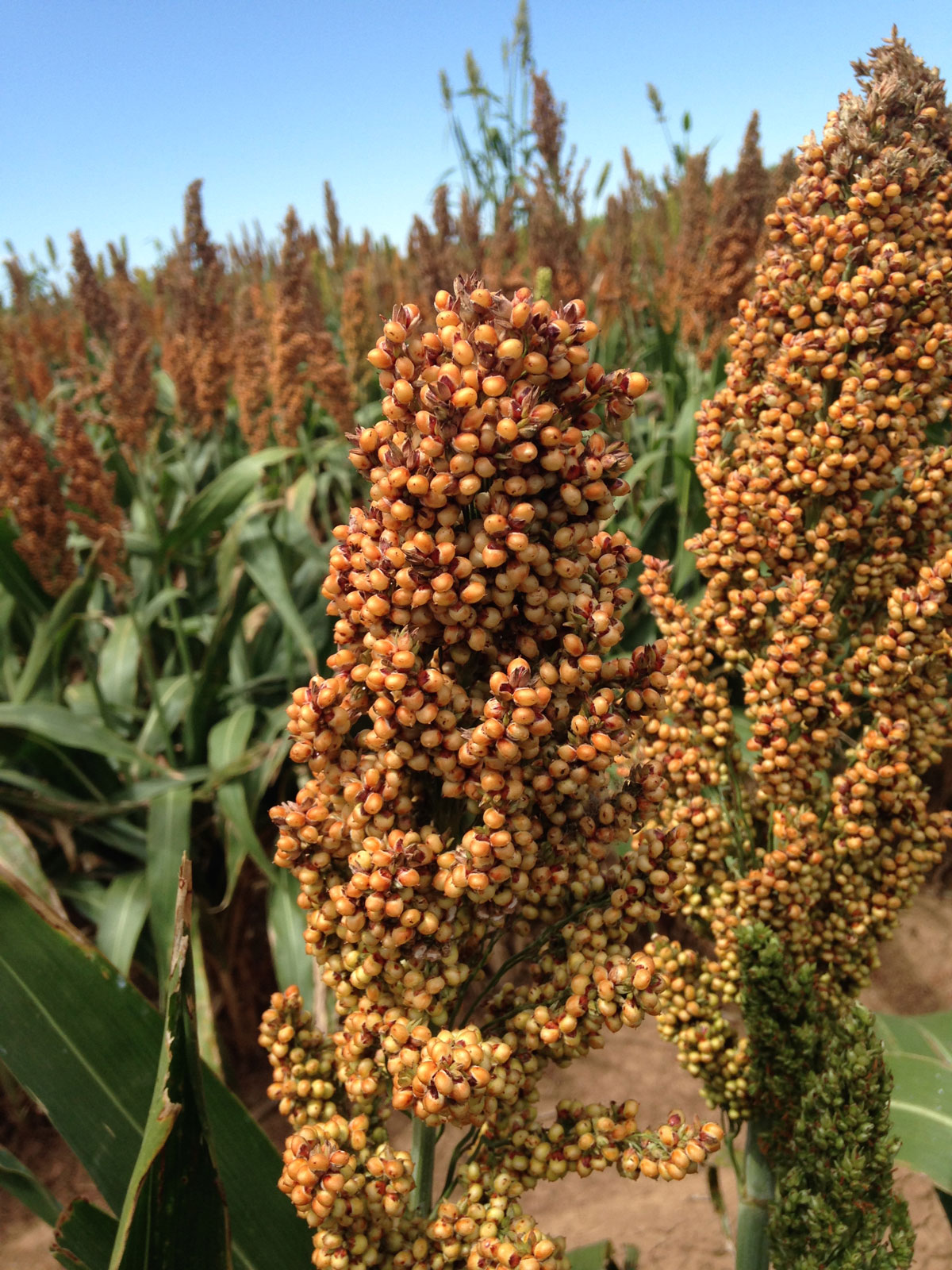 Growth and Development - Sorghum Checkoff