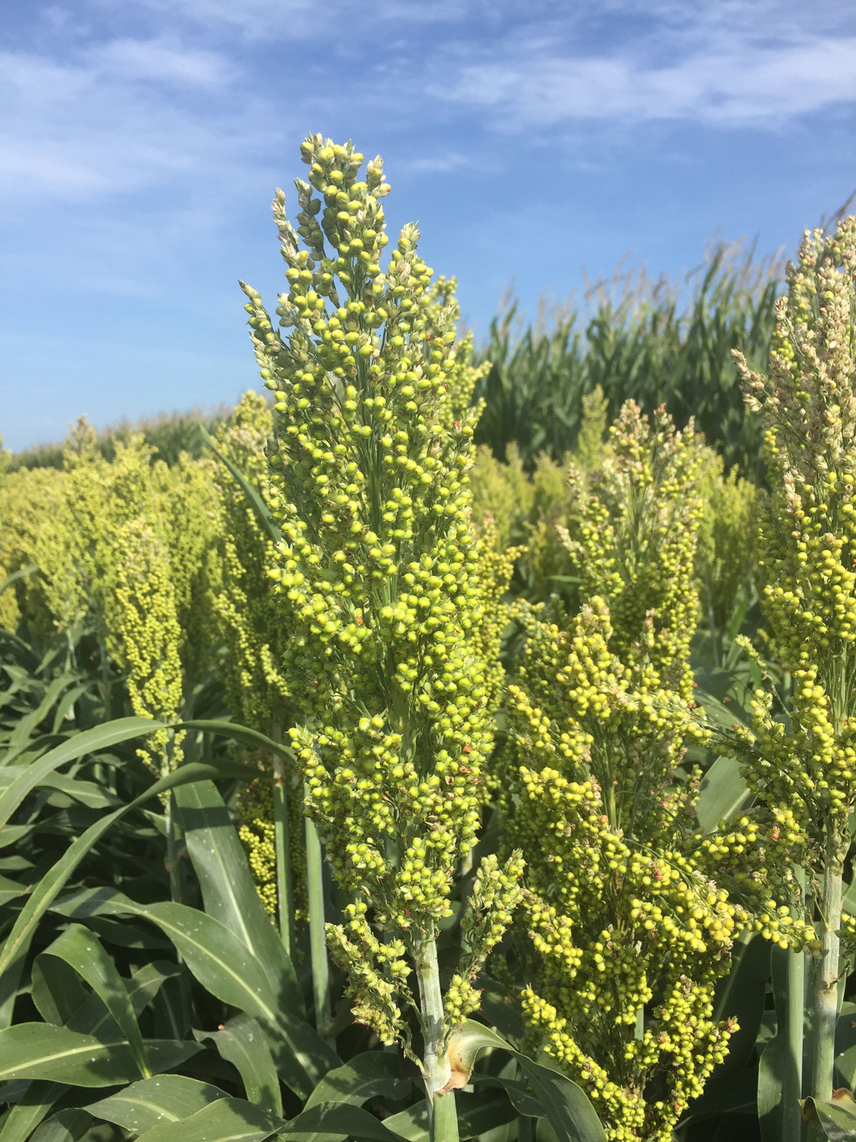 Growth and Development - Sorghum Checkoff