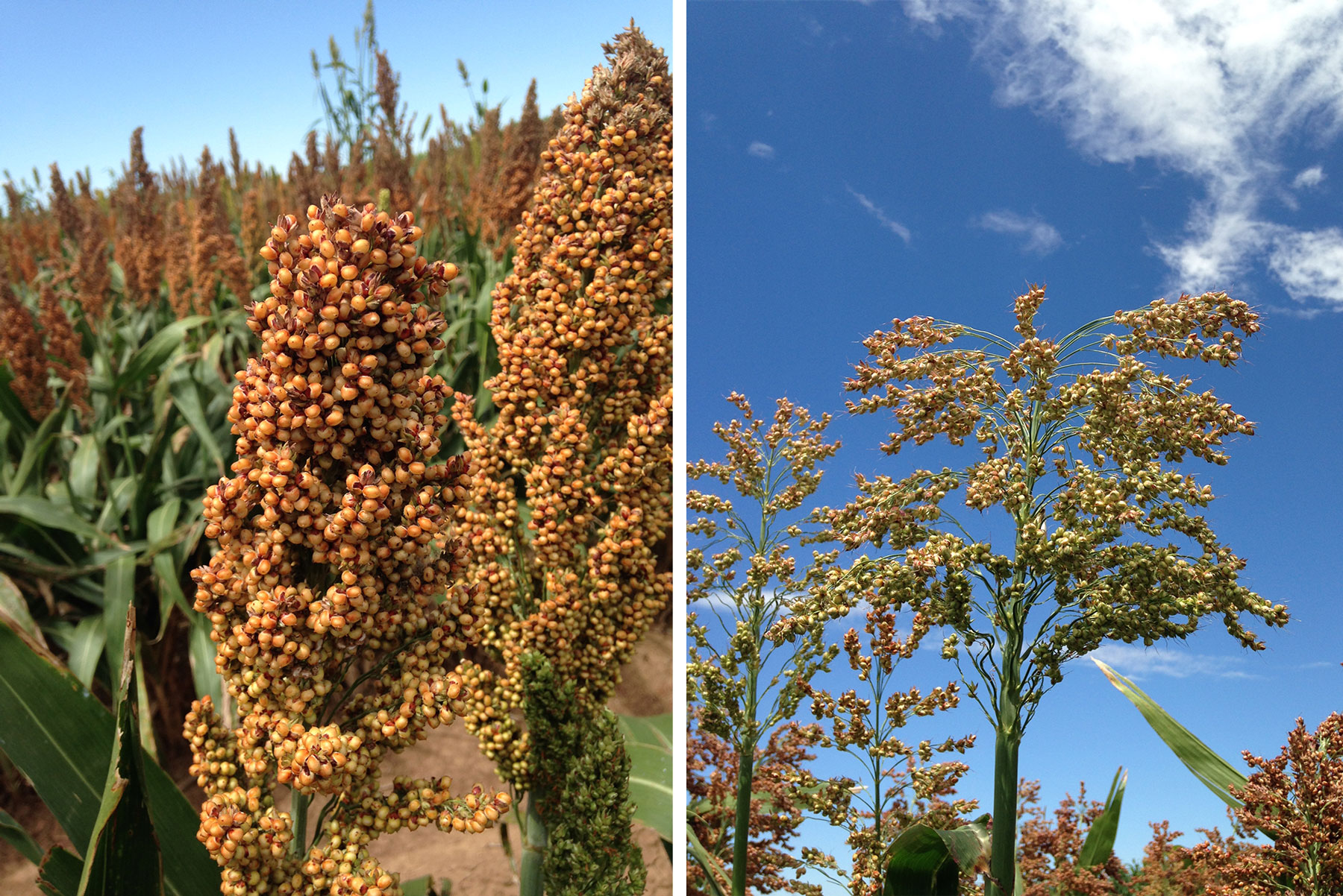 Growth and Development - Sorghum Checkoff