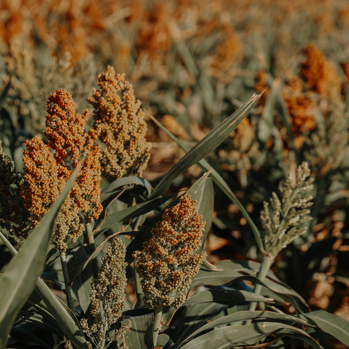 What Is Sorghum? - Sorghum Checkoff