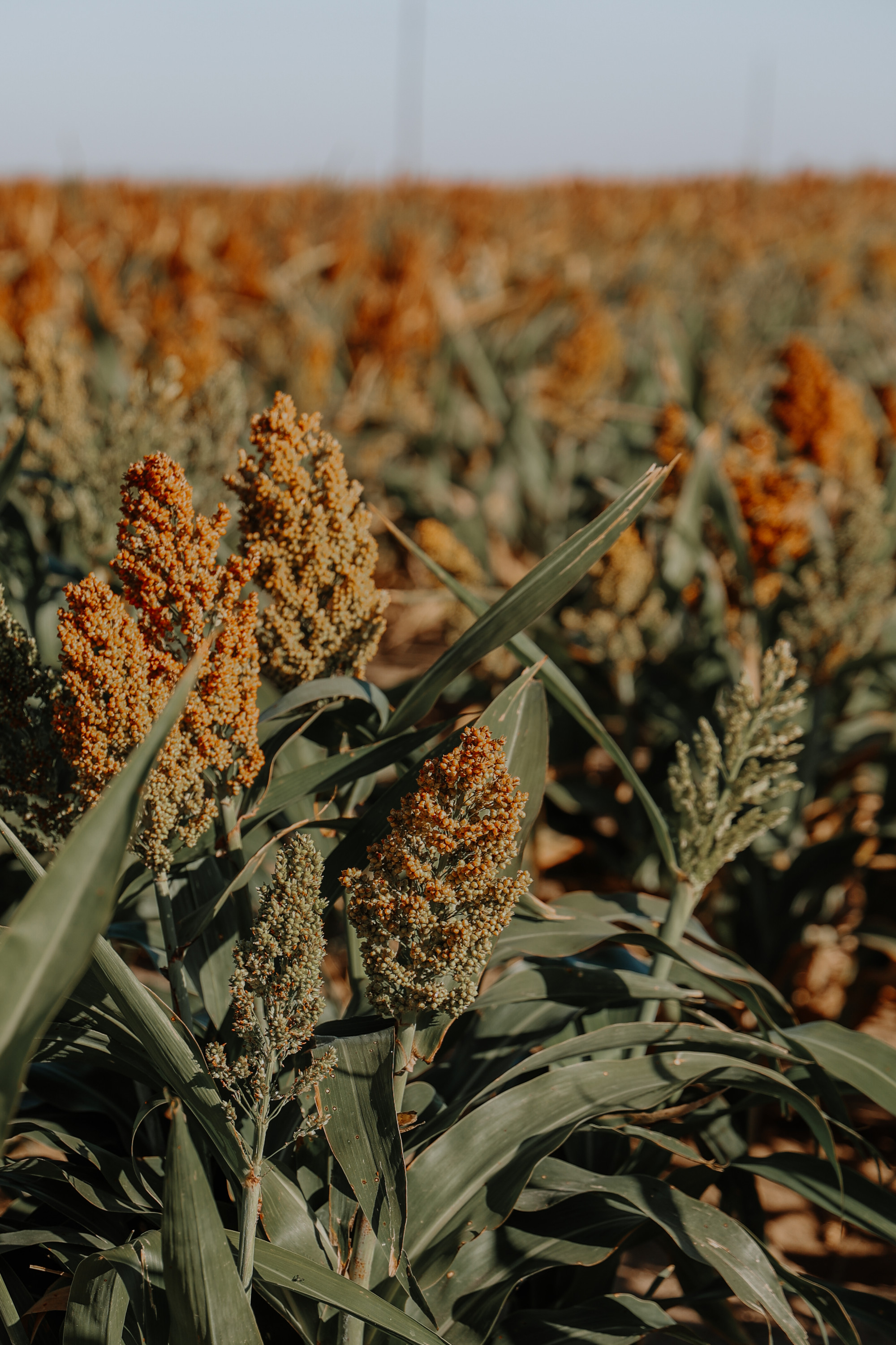 Uniform Heading and Off-Type Sorghum Plants - Sorghum Checkoff