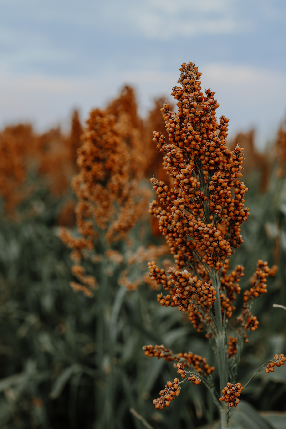 Weed Control - Sorghum Checkoff